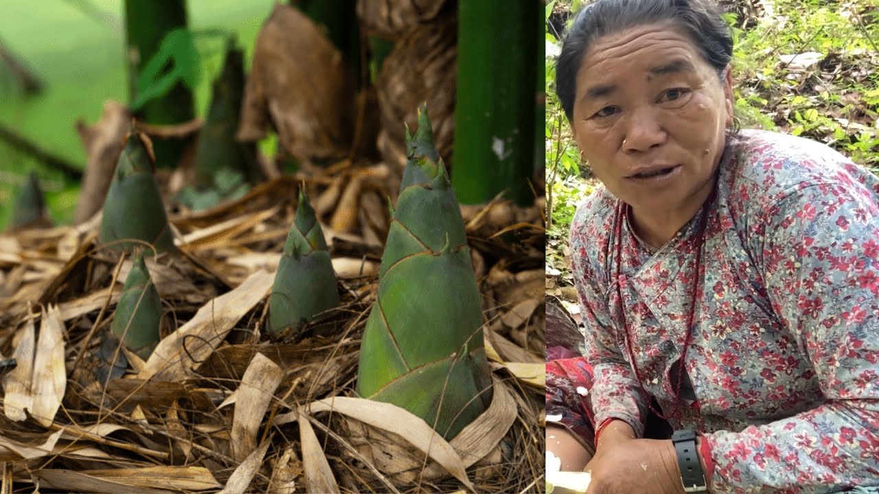 Traditional Cutting Bamboo Shoots - YouTube
