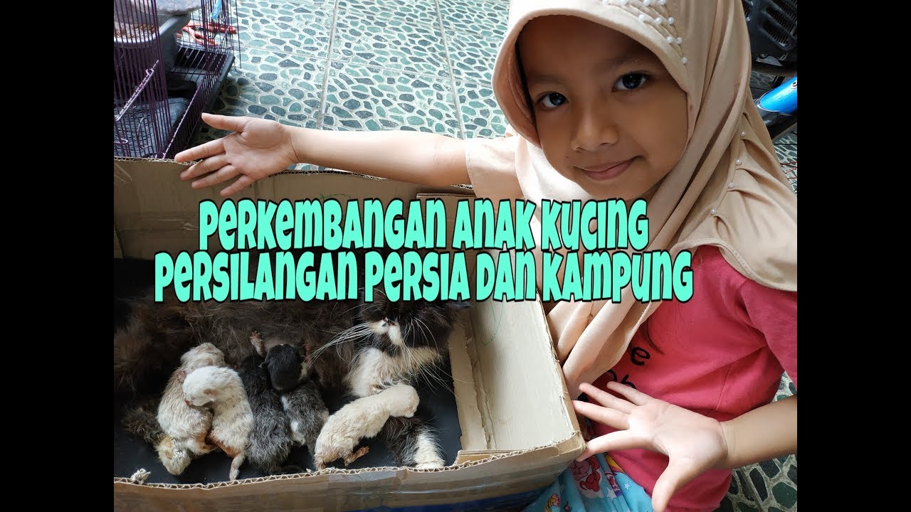 Perkembangan anak kucing persilangan Persia dan kampung - YouTube