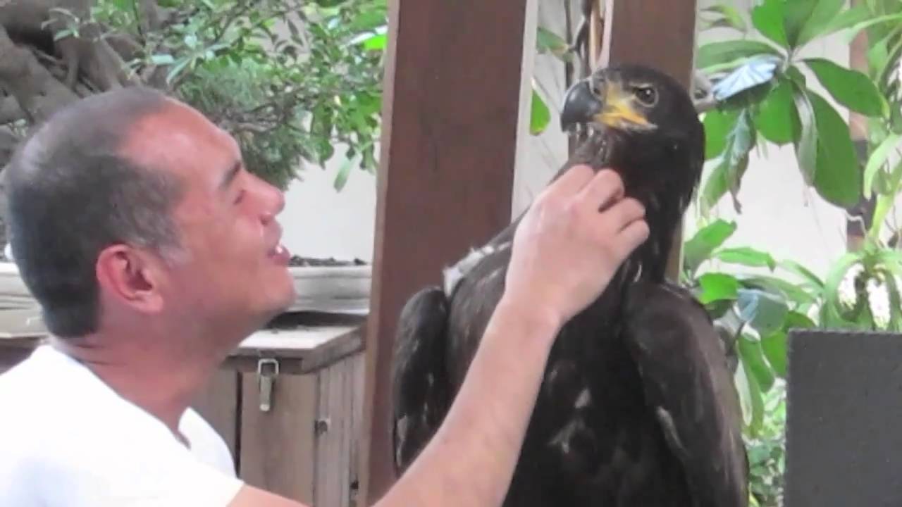 Bald Eagle, Training 2, Maning - YouTube