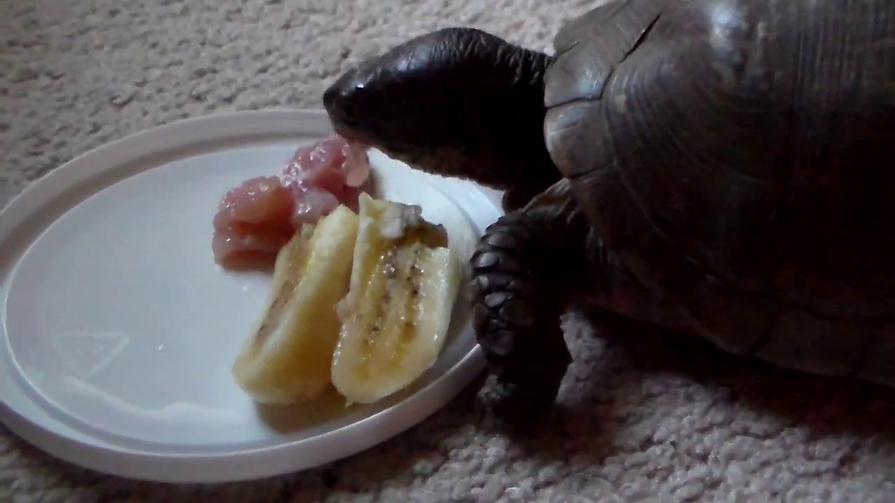 Turtle Eating Chicken, gives Baby Turtle Piggy back ride, does Humpty ...
