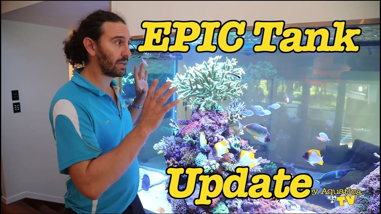 [EPIC] Tank #1 Update: Diving into Dosing --- Gallery Aquatica TV - YouTube