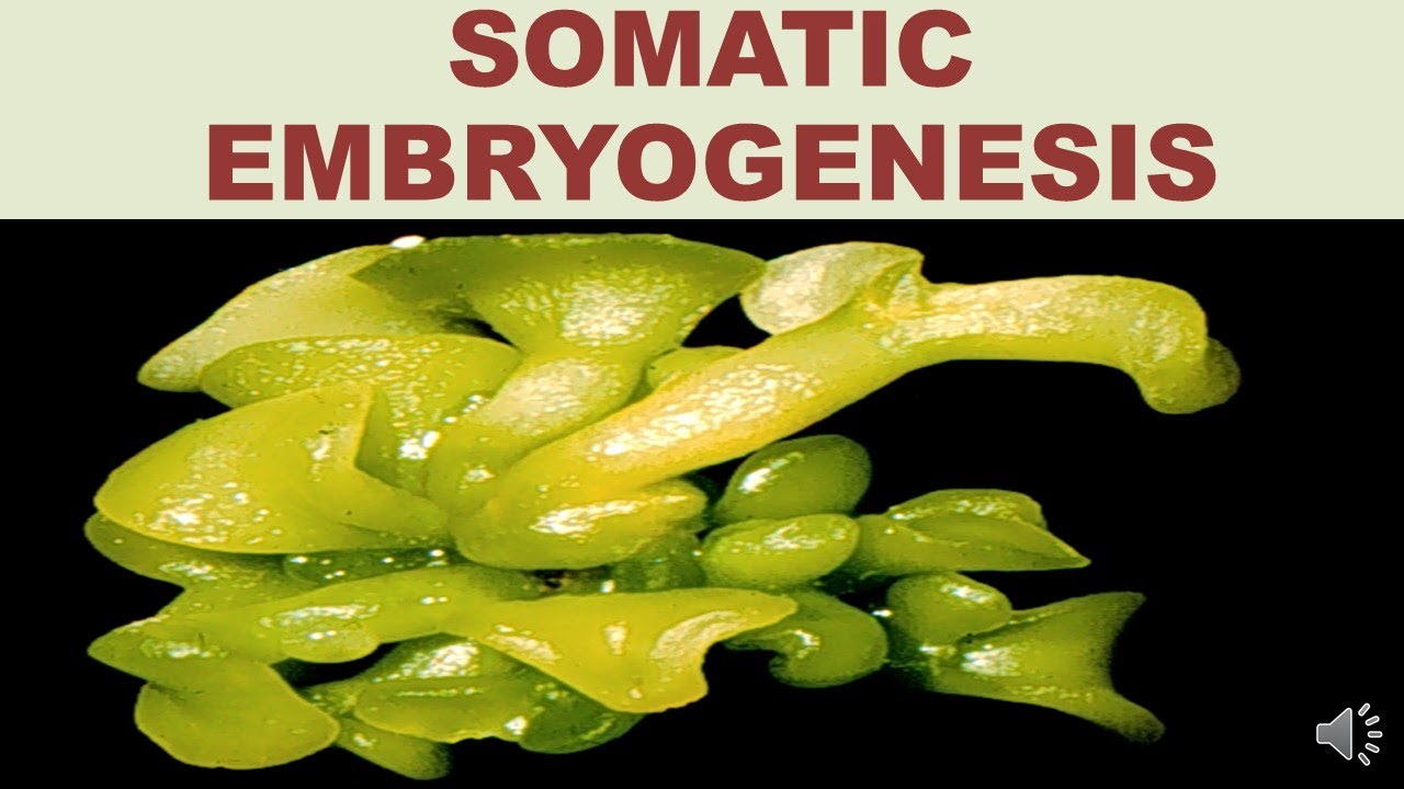 SOMATIC EMBRYOGENESIS - YouTube