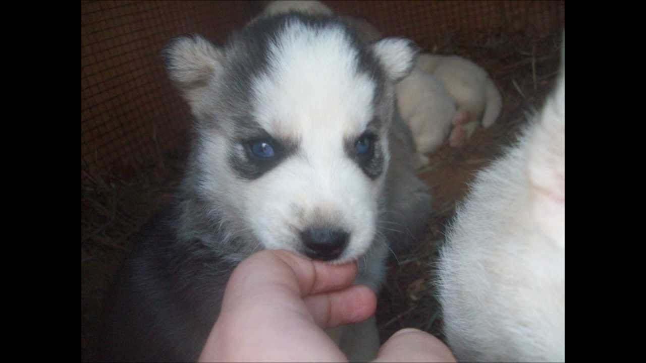 Demon Growing Up - Husky Pup Growing Up - YouTube