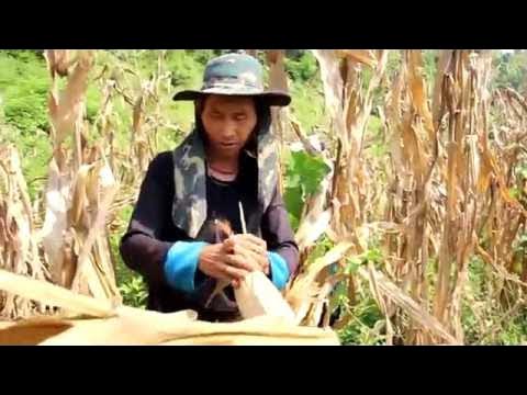 Ncig mus saib kwv tij Hmoob ntais pob kws nyob zos Bos Coos - YouTube