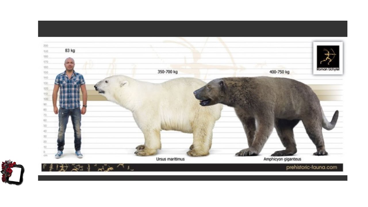 Polar Bear and Amphicyion Giganteus Size Comparison - YouTube