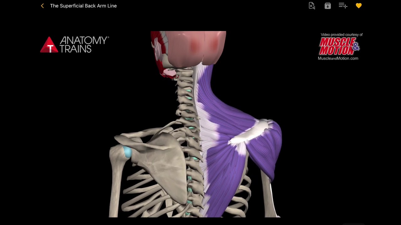 The Superficial Back Arm Line - YouTube