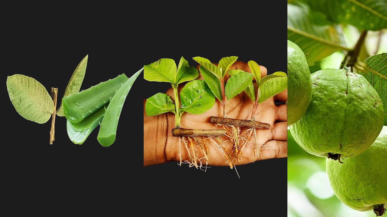 How to propagate guava tree from cuttings very unique techniques - YouTube