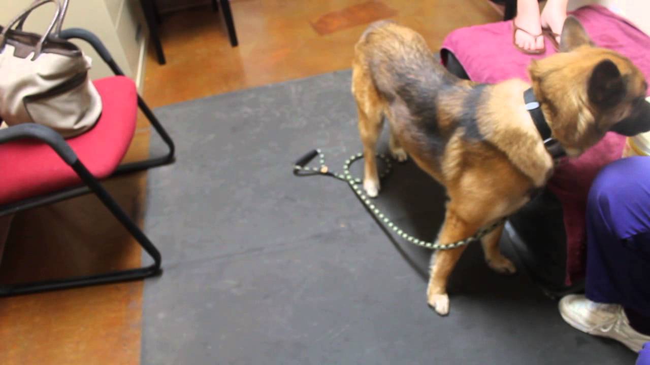 Abnormal aggressive circling in a dog (Video 1--prior to the abnormal ...