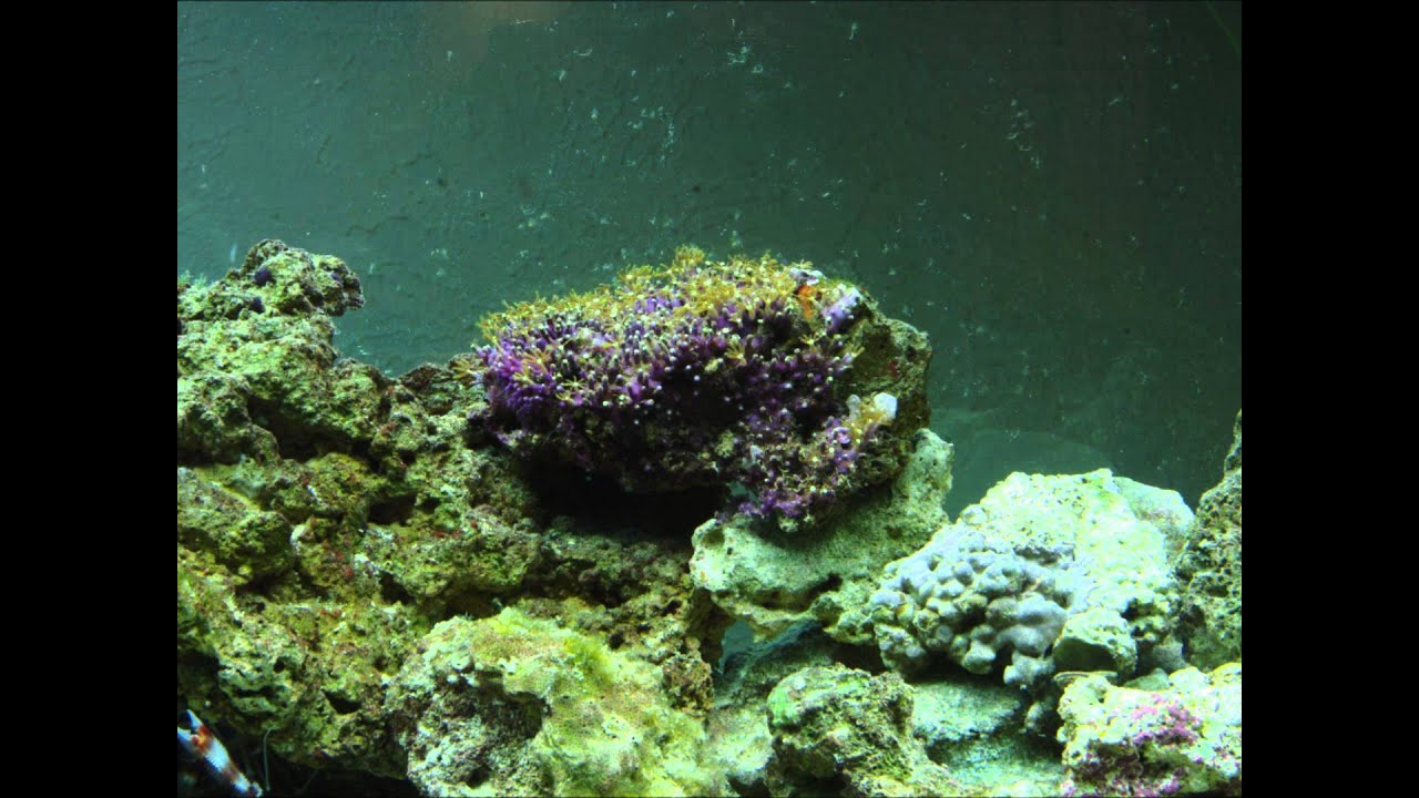 Time-lapse photography Pachyclavularia violacea (green star polyps ...