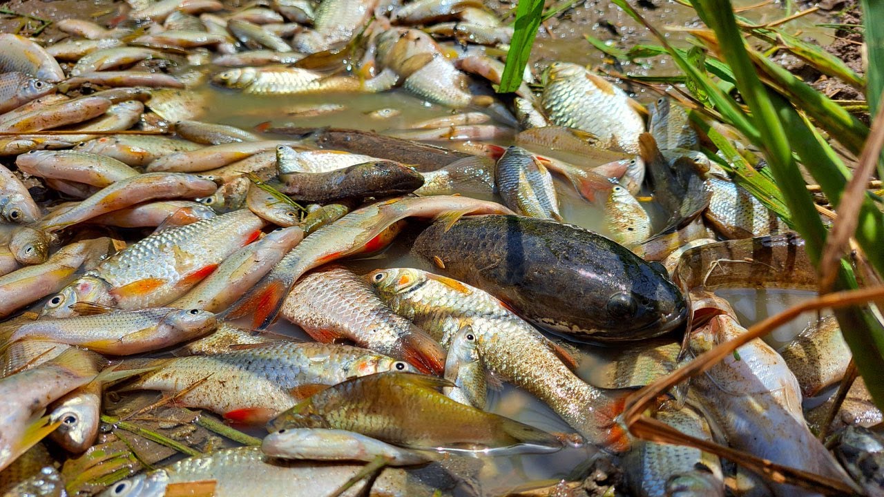 Best Hand Fishing, catch a lot of fish at rice field by best hand a ...