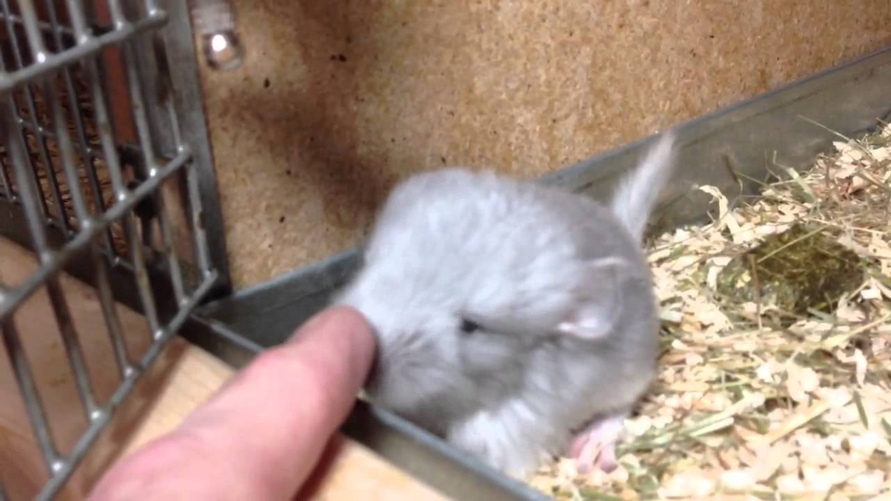 5-day old blue diamond chinchilla kit - YouTube