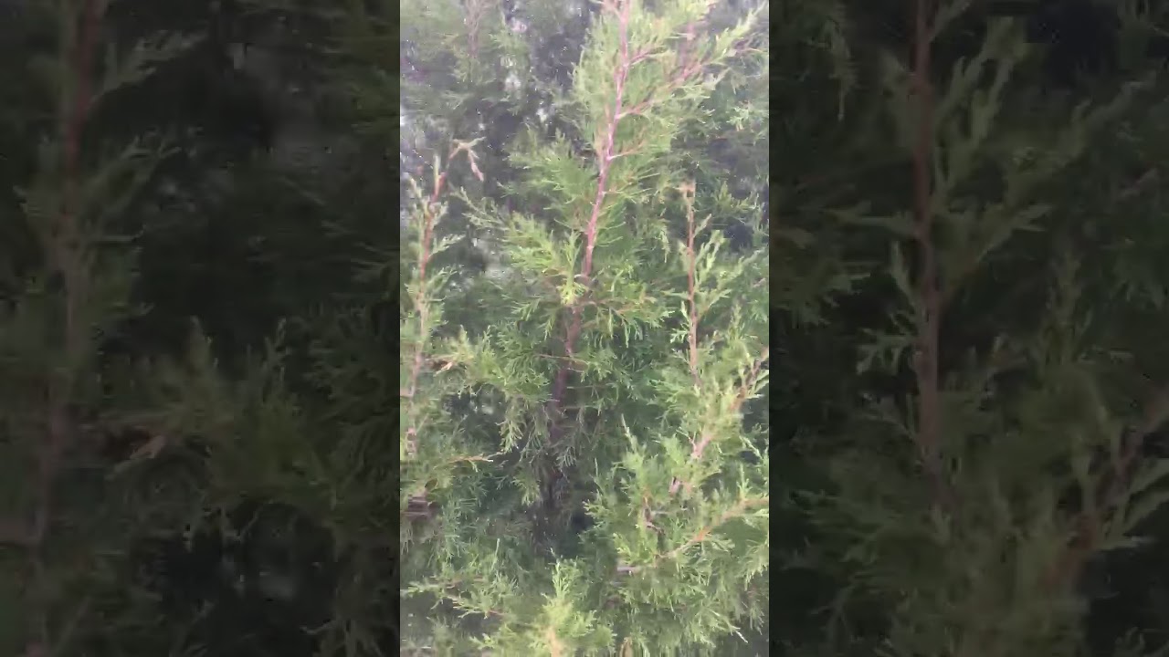 Beneficios del árbol Thuja (tuya) - YouTube