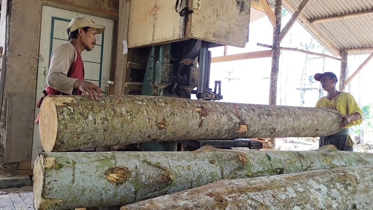 Potong Kayu Alba Ukuran Besar Panjang 3 Meter - YouTube