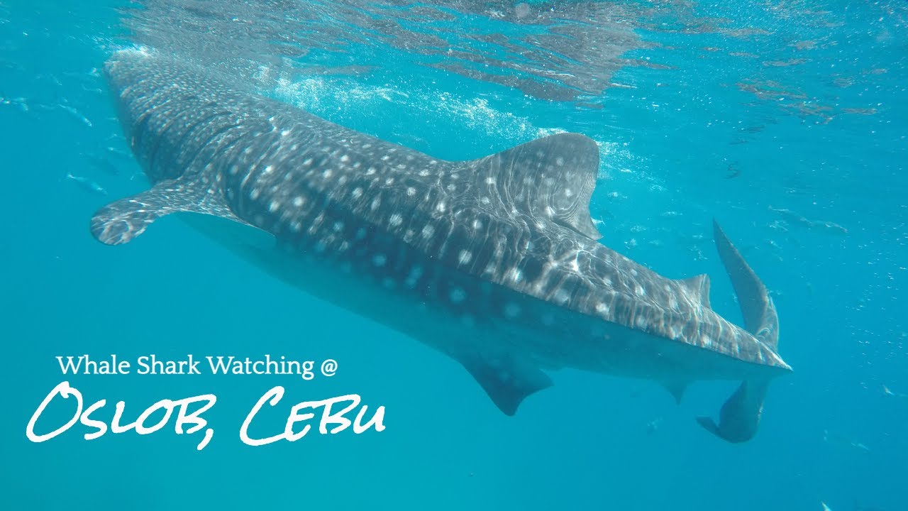 WHALE SHARK BUTANDING WATCHING @ OSLOB, CEBU #travel #butanding #oslob ...