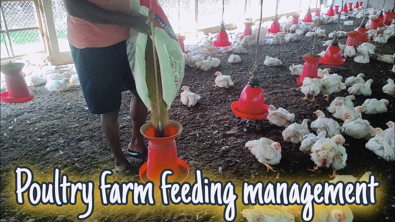 Poultry farm feed management || chicken feed management || Brolier farm ...