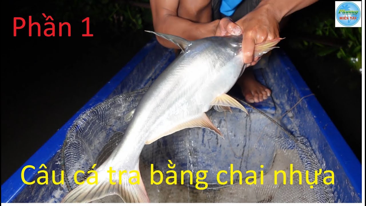 796 | Thả câu cá tra bằng chai nhựa P1 | Fishing - YouTube