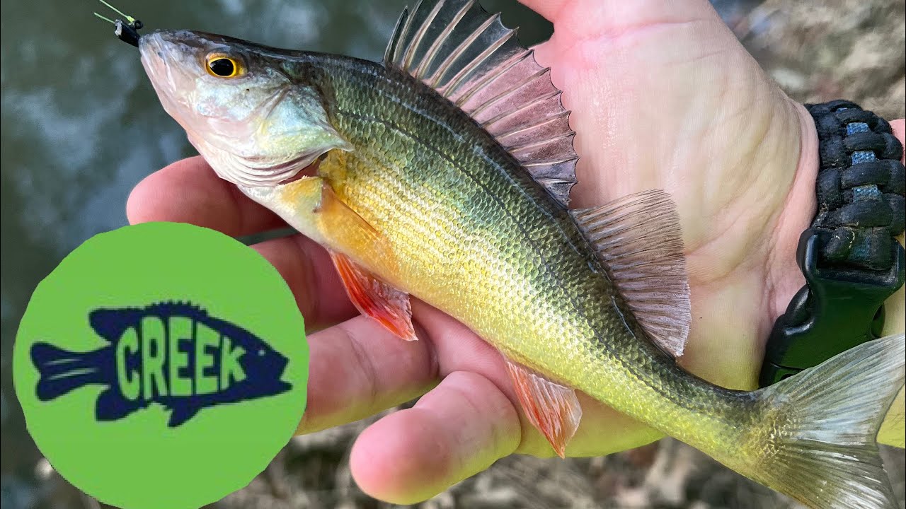 Creek fishing with CreekFishingAdventures - YouTube
