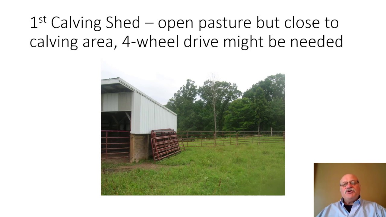 The Calving Shed; Building a facility for restraining cattle that need ...