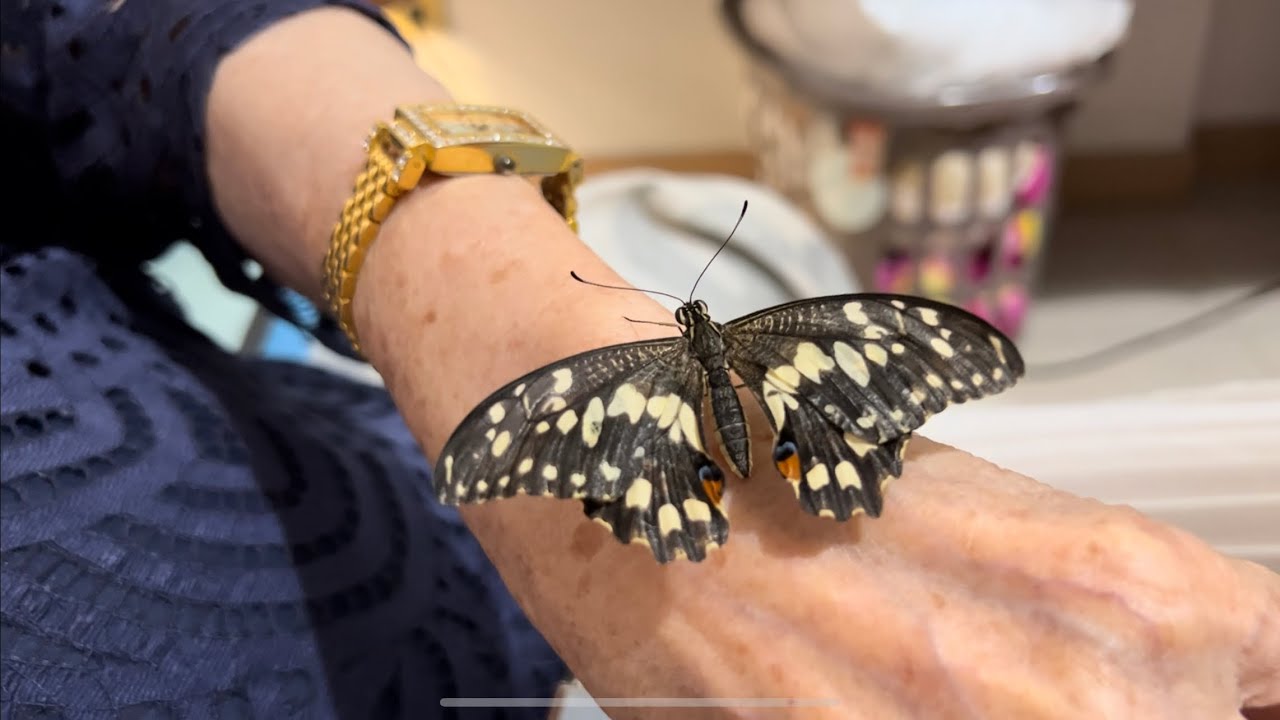 Brother Edwin dead for 13 years take butterfly form and visited my ...