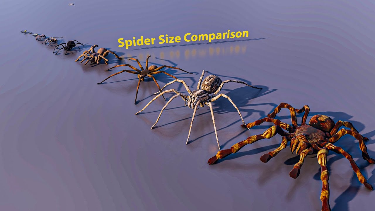 Giant Huntsman Spider Size Comparison Huntsman Spider: Texas Invasive