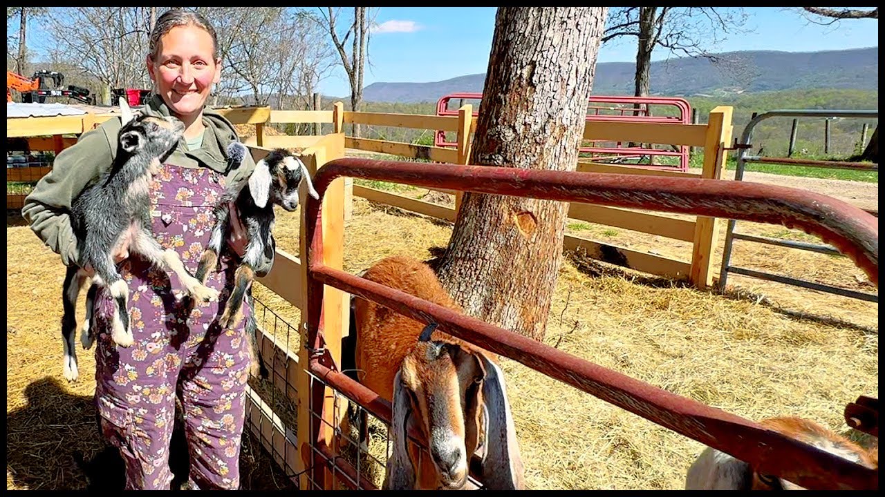 How Goat Math Works and What We Did With Our Cows - YouTube