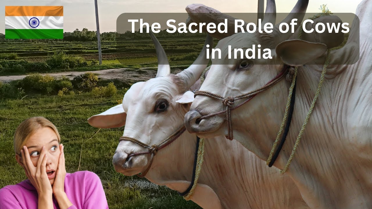 Holy Cows: The Cultural Significance of Cows in India - YouTube