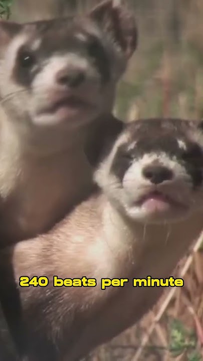 Interesting facts about ferrets.#shorts - YouTube