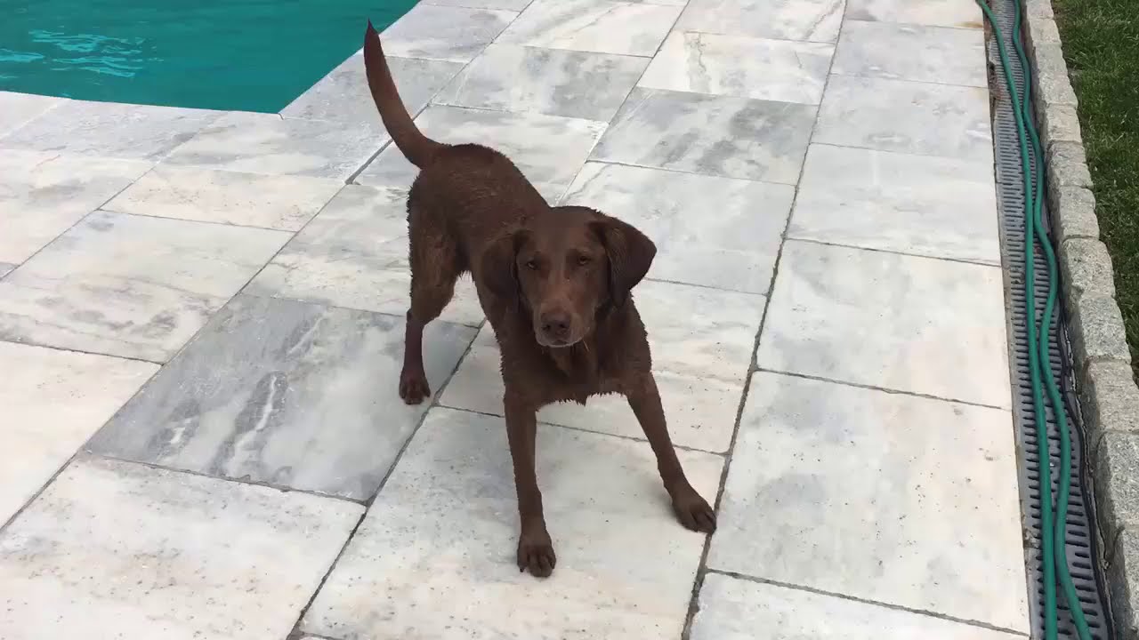 Feel Good Friday workout with Loki! - YouTube