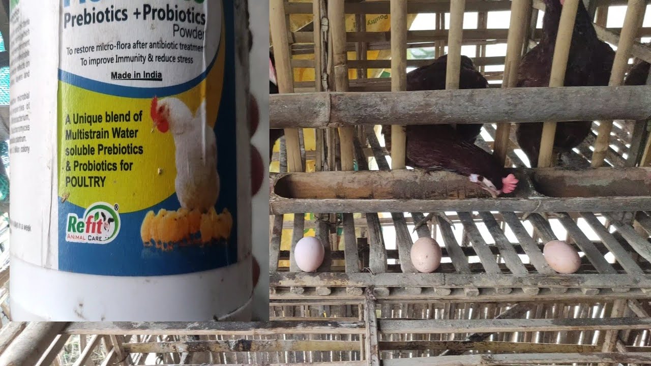 layer farming feed phase 1, phase 2 and madicine for layer farm - YouTube