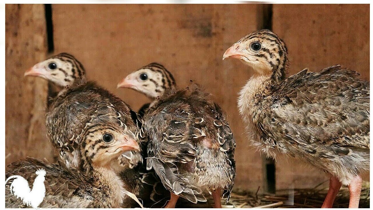 Dando inicio a criação de galinha da angola / capote/coca/guiné - YouTube