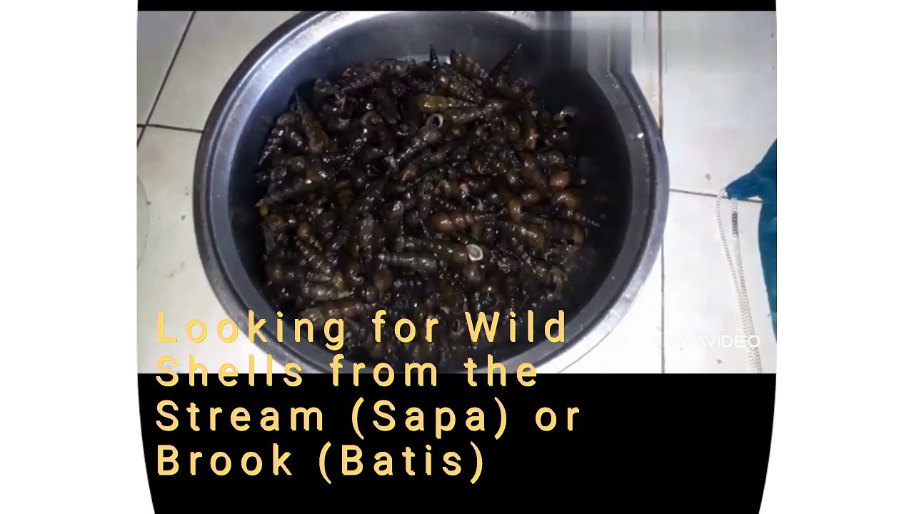 How to Search for Wild Shells from the Stream (Sapa) or Brook (Batis ...