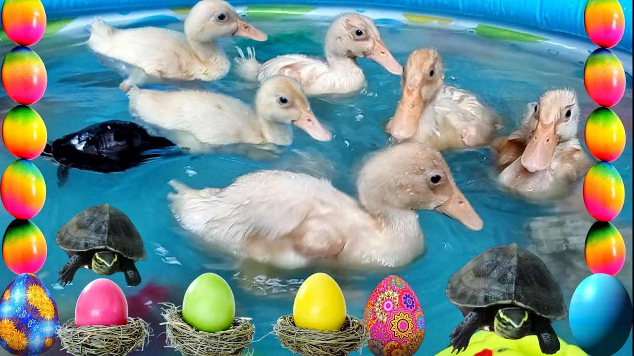 cute ducks are very agile bathing in the pool of many marine animals ...