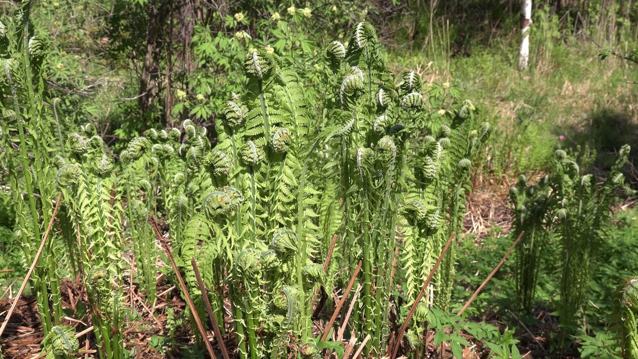 Ferns growing & Birds singing - Sound of spring 4K 1 hour NO LOOP - YouTube