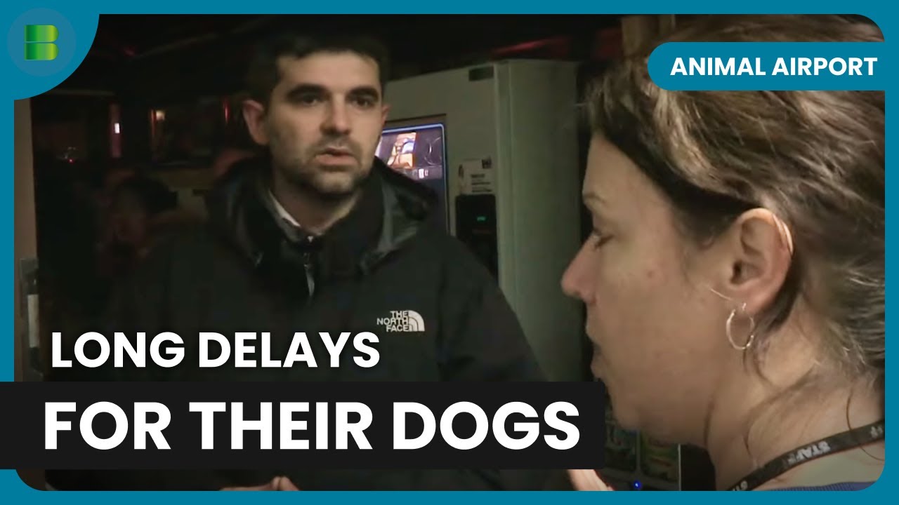Lost Tempers, Major Delays - Animal Airport - S01 EP107 - Animal ...