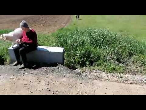 M-am intalnit cu caprita. - YouTube