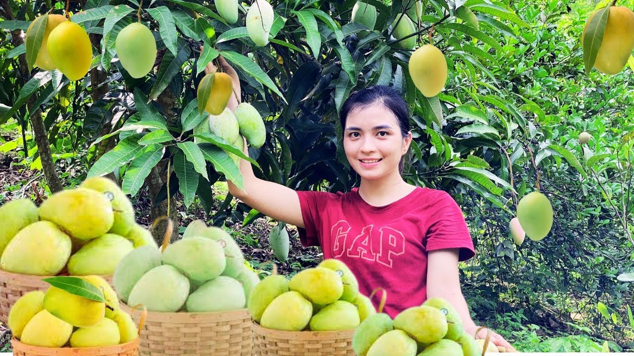 VIDEO FULL: 30 Days Make Garden - Harvesting fireballs fruit , Green ...