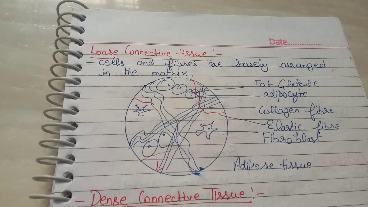 Class 11,bio topic connective tissue by Babita Mam - YouTube