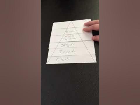 Levels of organization foldable - YouTube