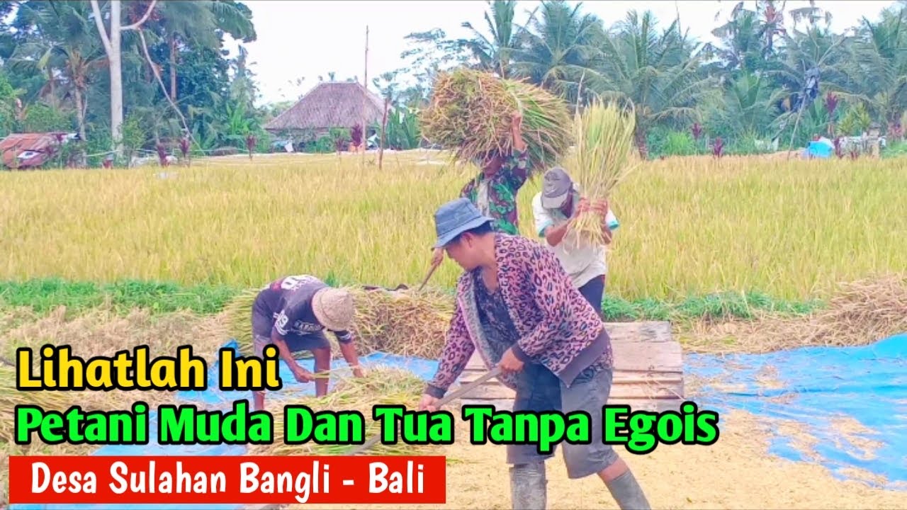 PETANI MUDA DAN TUA TANPA EGOIS!! PANEN PADI HIBRIDA!! Subak Sema Desa ...