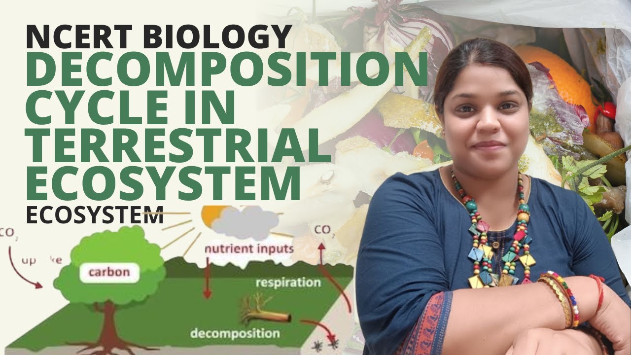Decomposition cycle in terrestrial Ecosystem | Ecosystem | NEET - YouTube