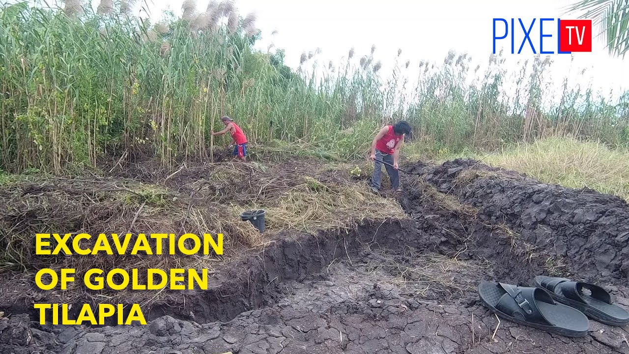 Excavation of Fish Pond Day02 and 03 - YouTube