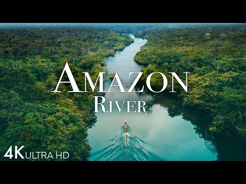 Amazon River 4k - Dolphins In One Of The World’s Largest Rivers ...