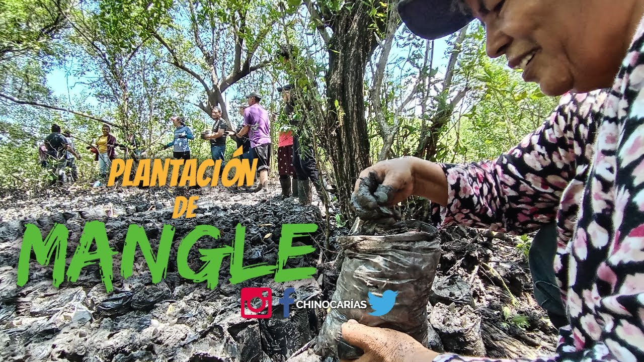 Siembran semillas para reforestar el manglar - YouTube
