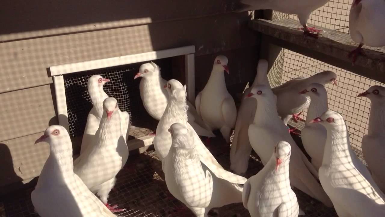 RALPHIE'S TIPPLER CAPS BRONX NY. "N.Y. WHITE FLIGHTS" - YouTube