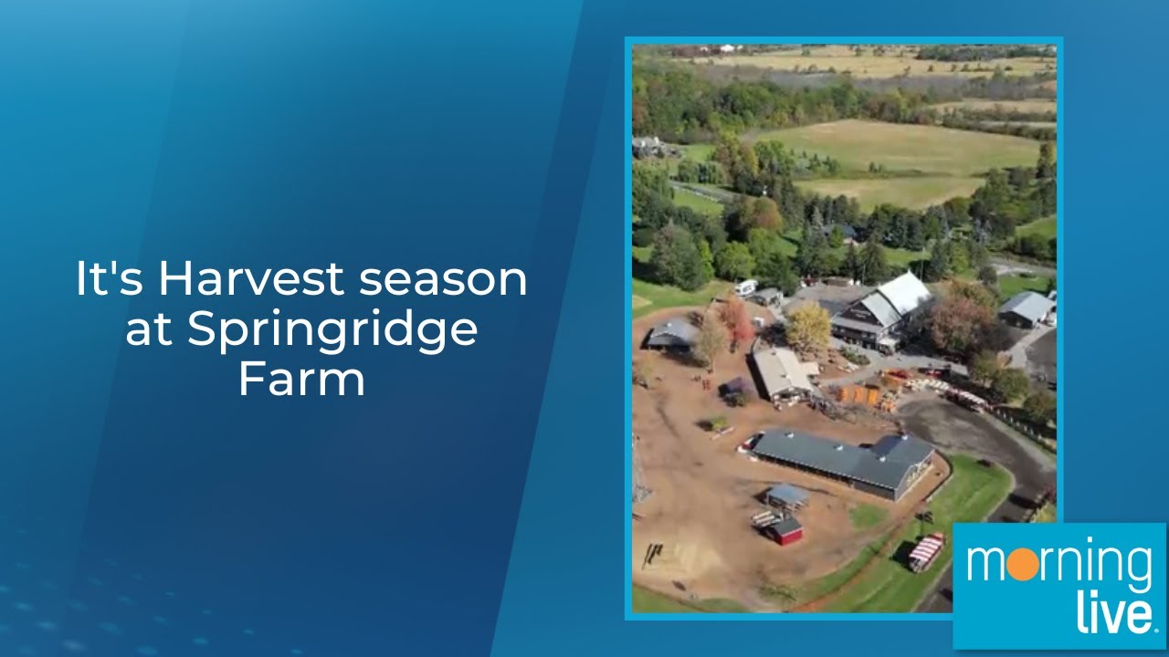 It's Harvest season at Springridge Farm - YouTube