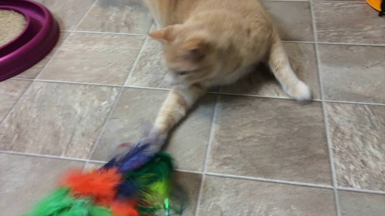 Simba goes hunting - YouTube