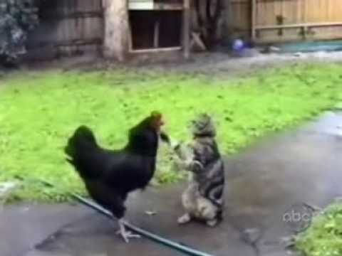 AFV cats - YouTube