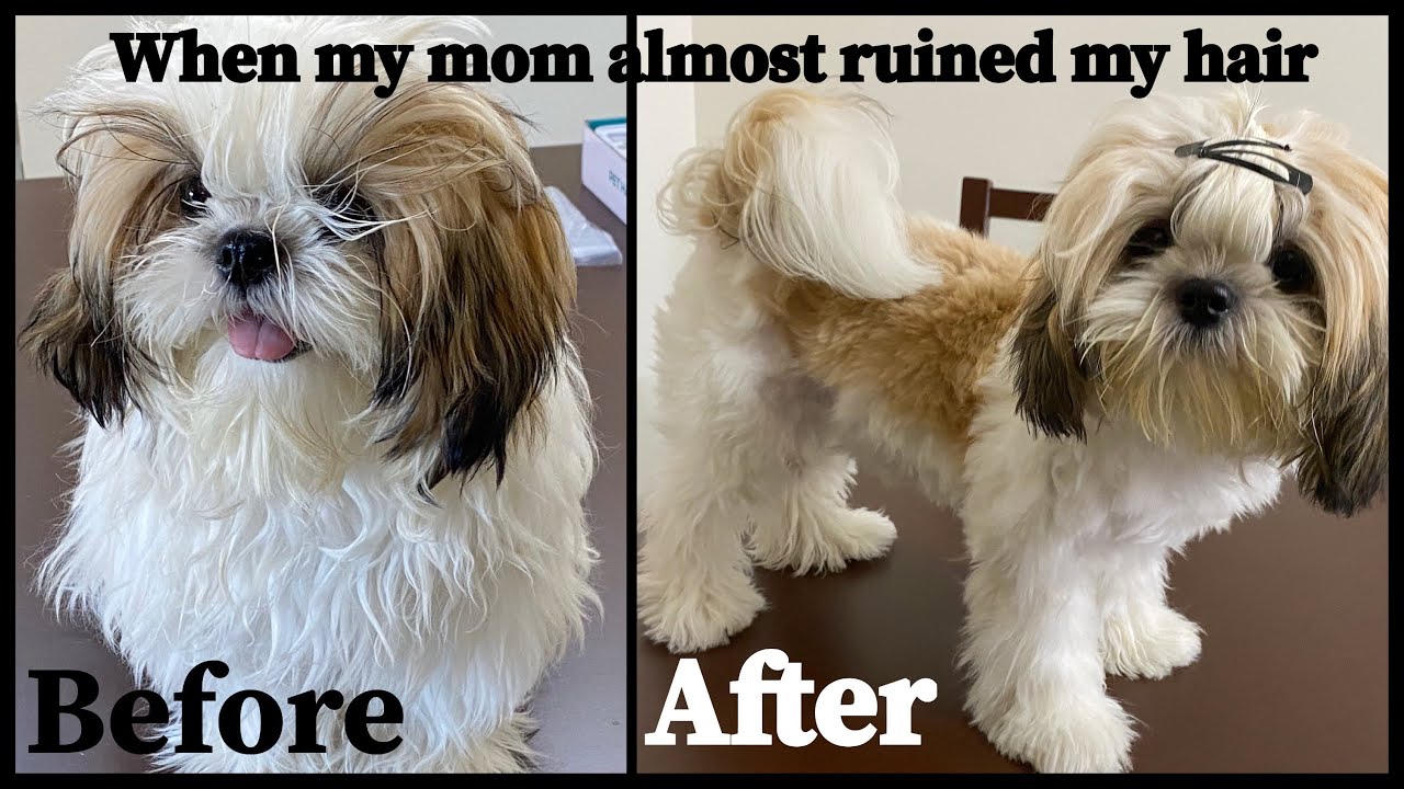 Shih Tzu Hair cut at home | Funny Mimi Shih Tzu - YouTube