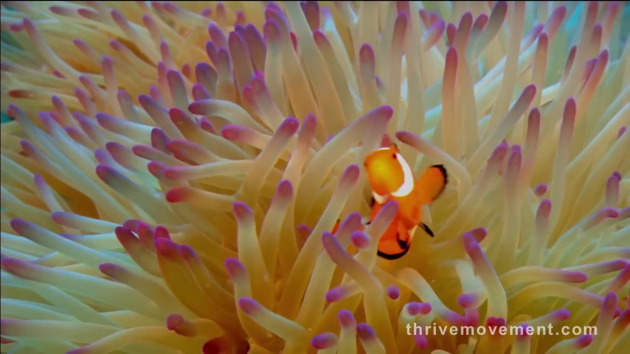 Official Movie THRIVE What On Earth Will It Take - YouTube