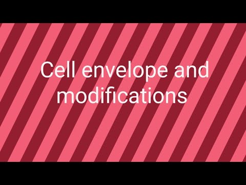 Cell envelope and modifications best video - YouTube